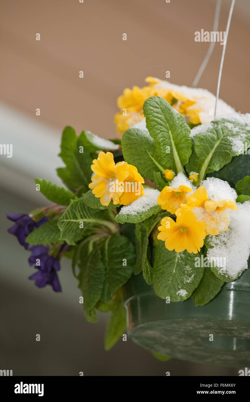 Garden Primrose in hanging flower pot, covered by snow, next to a house ...