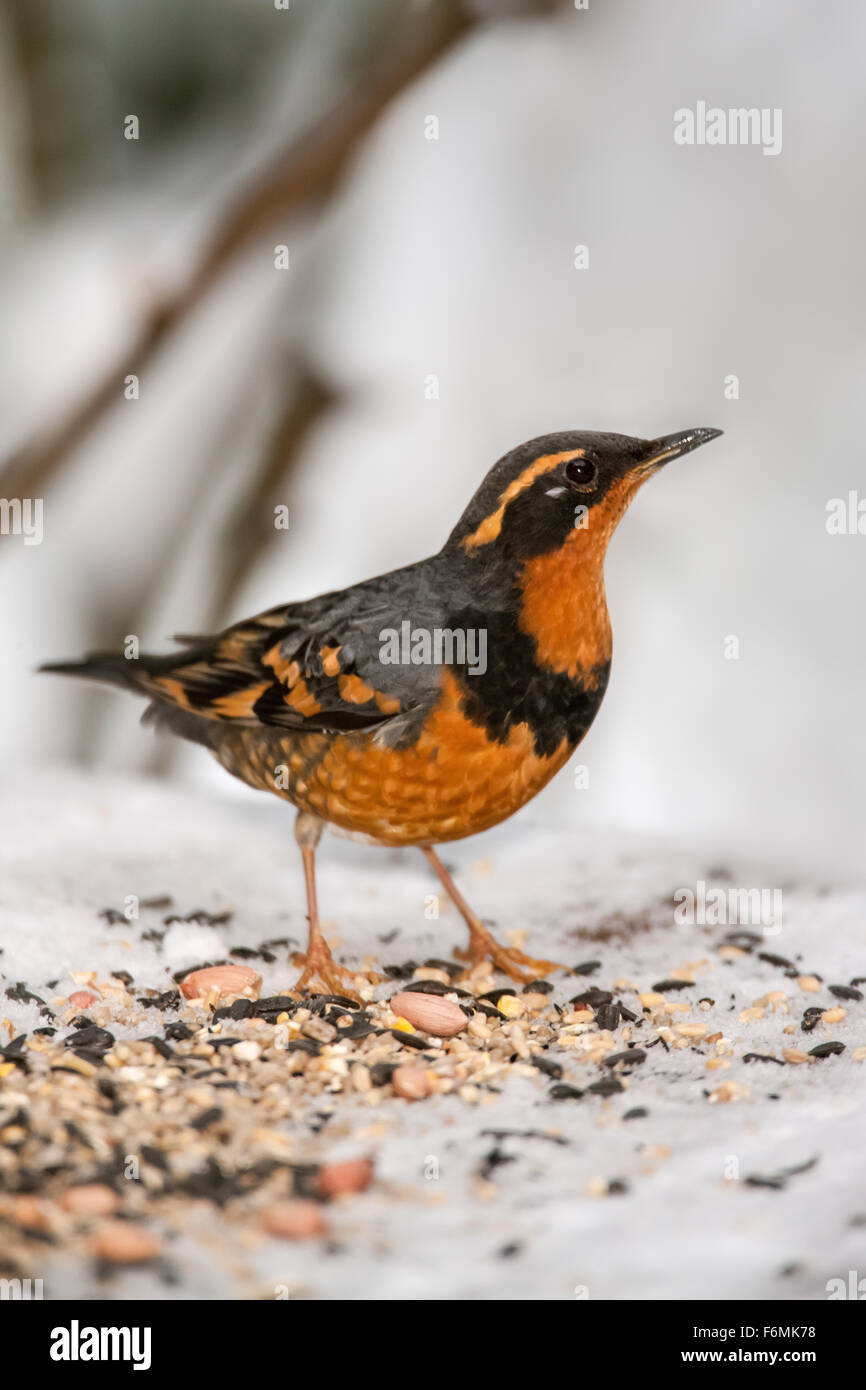 Western washington usa united states bird birds thrush male hi-res ...