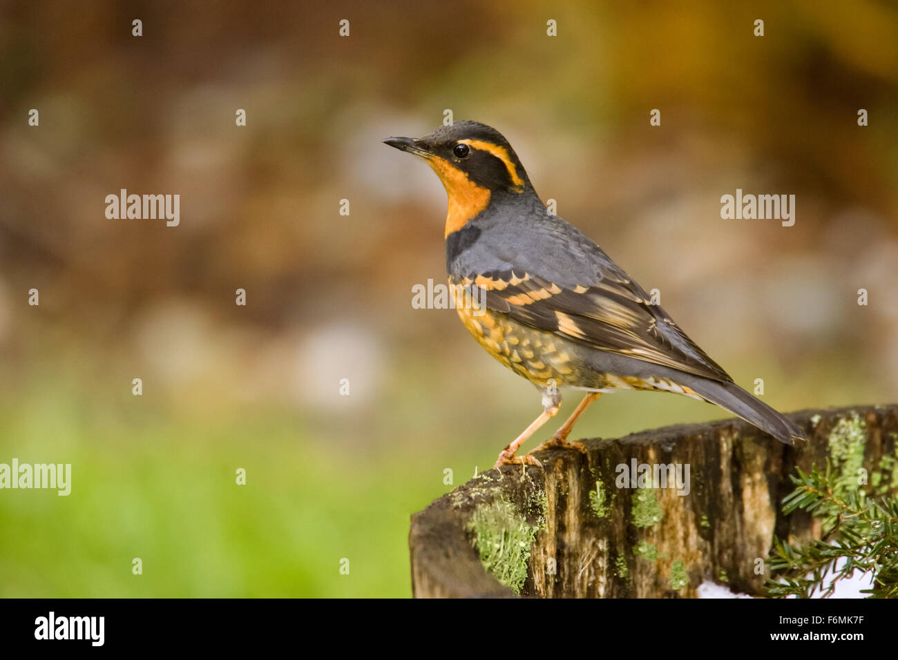 Western washington usa united states bird birds thrush male hi-res ...