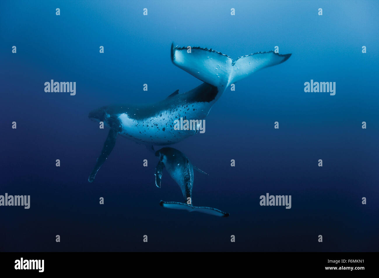 RELEASE DATE: April 22, 2010. MOVIE TITLE: Oceans. STUDIO: Disneynature ...