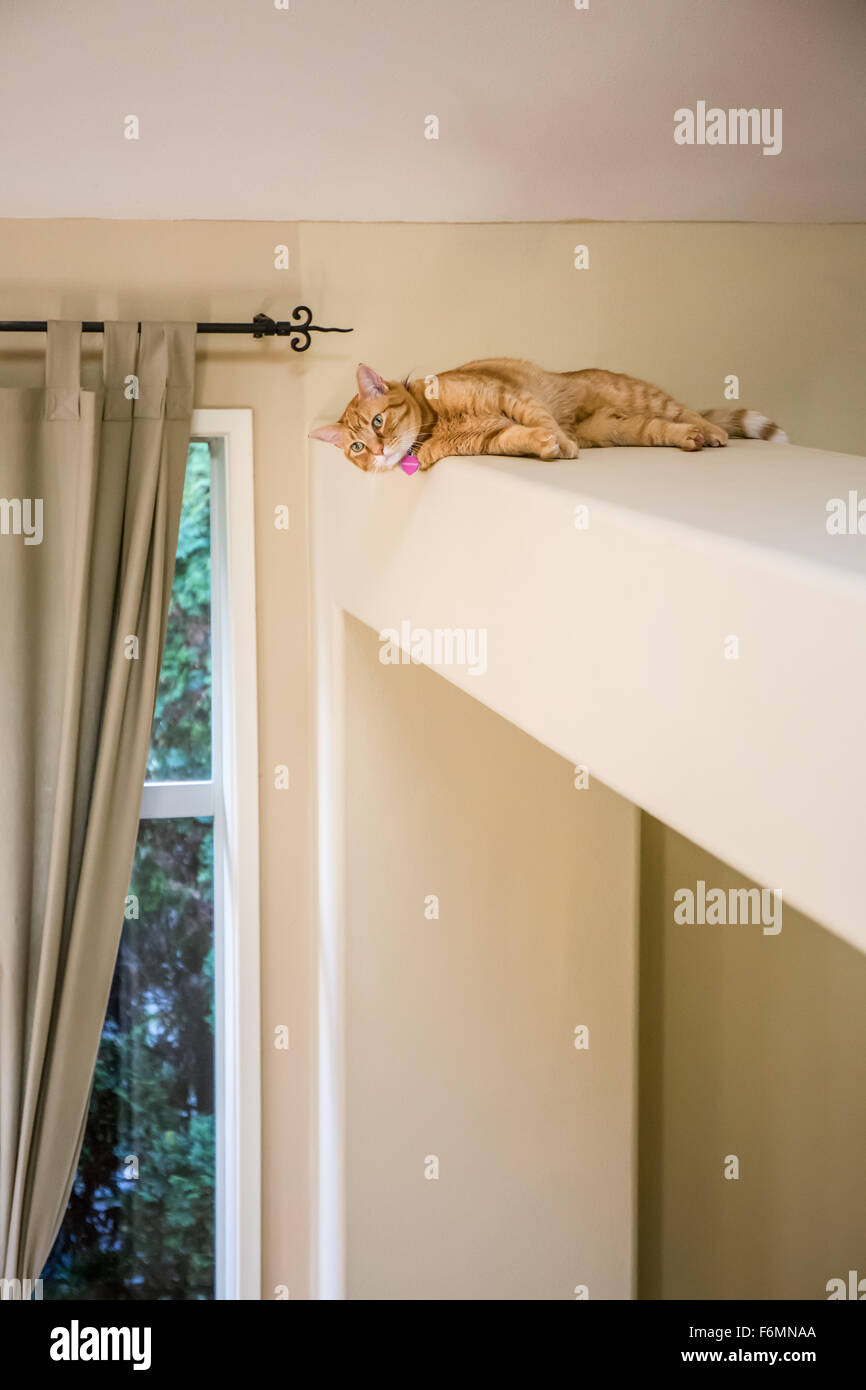 Cat resting on a high exposed beam in a house in Issaquah, Washington ...