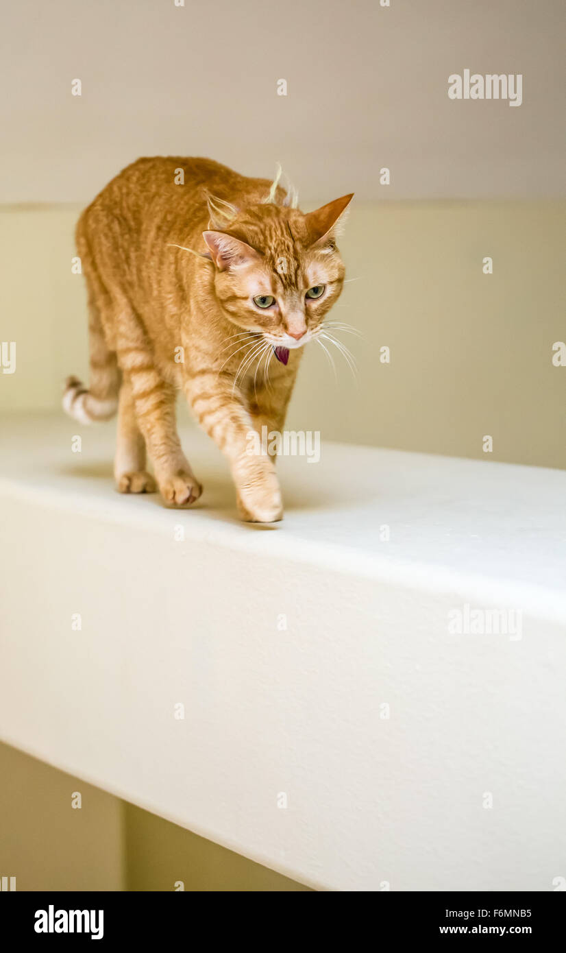 Cat walking across a high exposed beam in a house in Issaquah ...