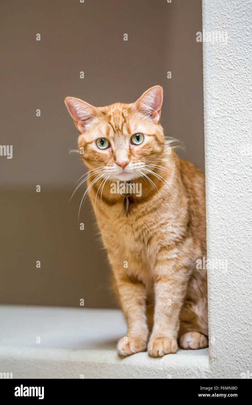 Cat sitting on a high beam in a house in Issaquah, Washington, USA ...