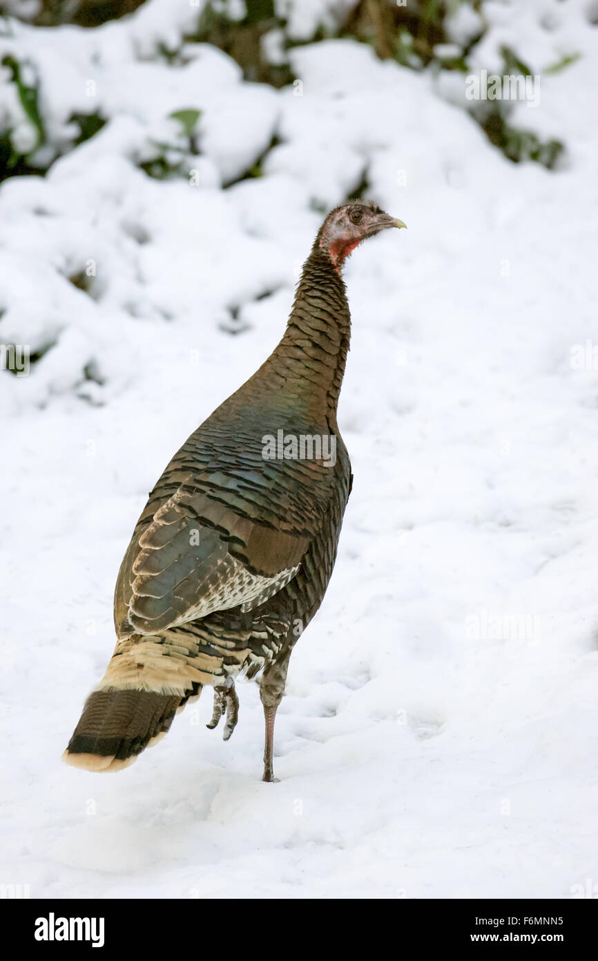 Hen turkey hi-res stock photography and images - Alamy