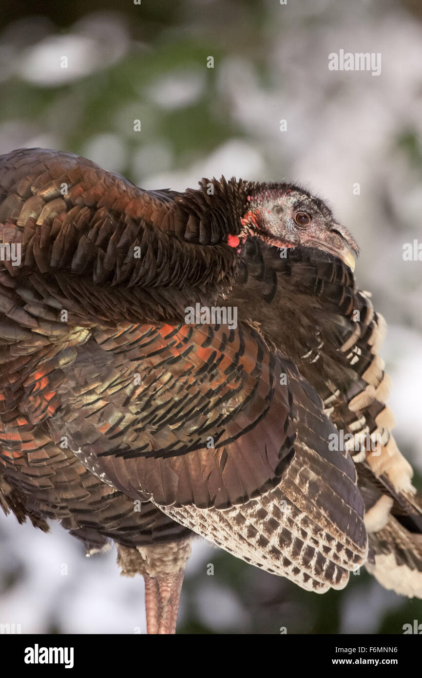 Wild Turkey in the snow in my backyard in Issaquah, Washington, USA ...