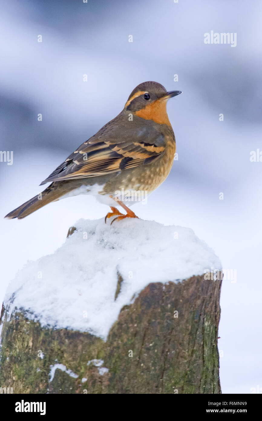 Female Varied Thrush (Ixoreus naevius) resting on a snow-covered log in ...
