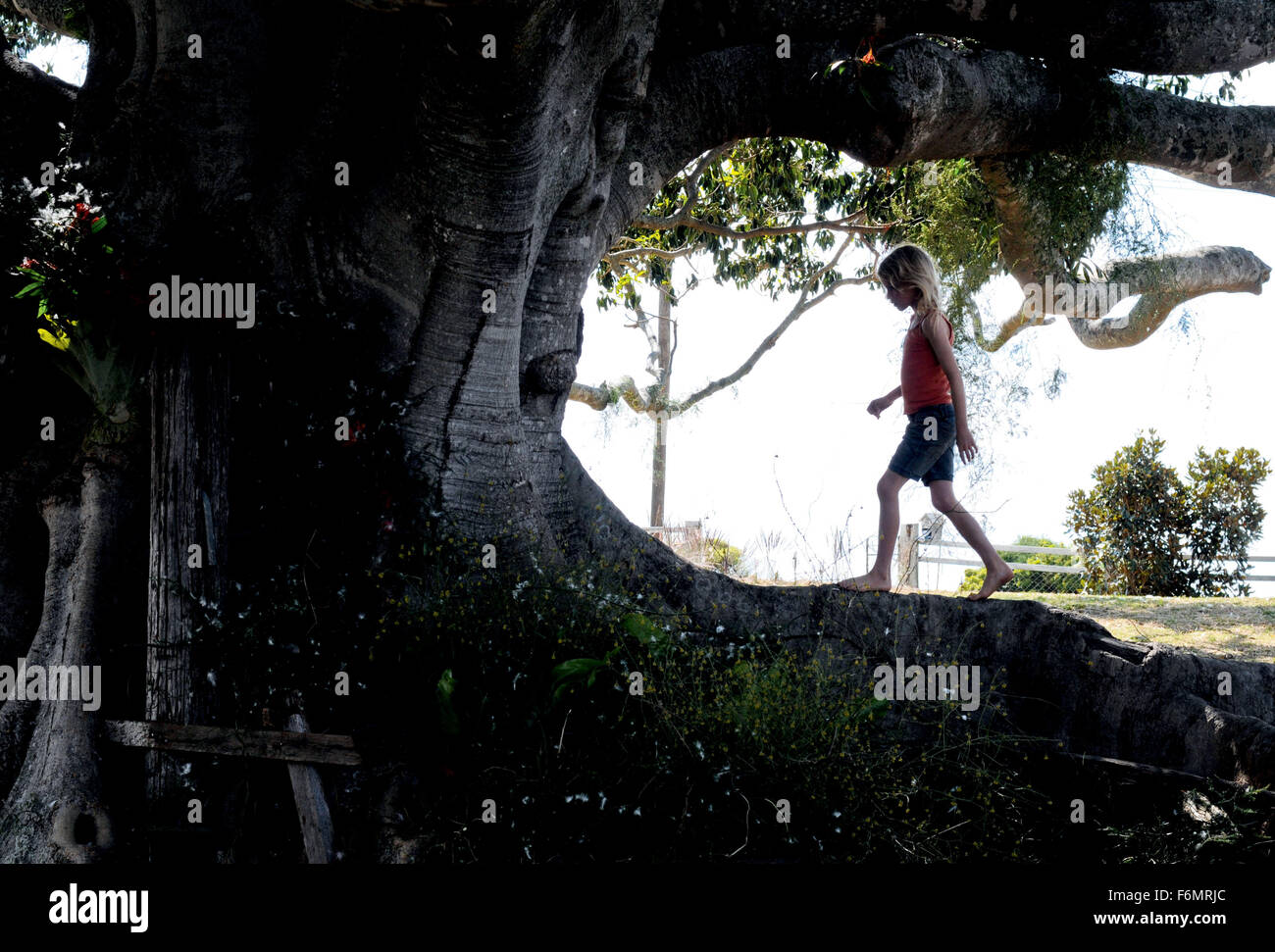 RELEASE DATE: October 14, 2010. MOVIE TITLE: The Tree. STUDIO: Les ...