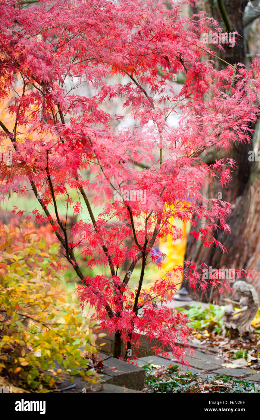 Japanese Maple fall tree in backyard setting Stock Photo - Alamy