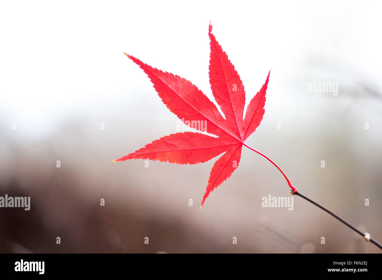 Japanese maple leaf hi-res stock photography and images - Alamy