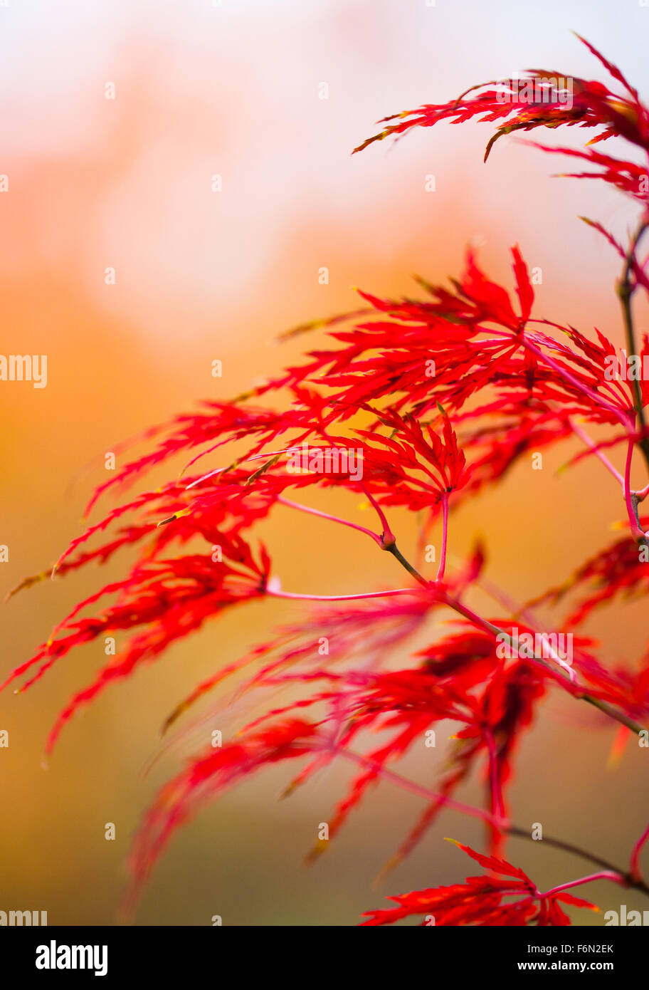 Japanese maple tree red hi-res stock photography and images - Alamy