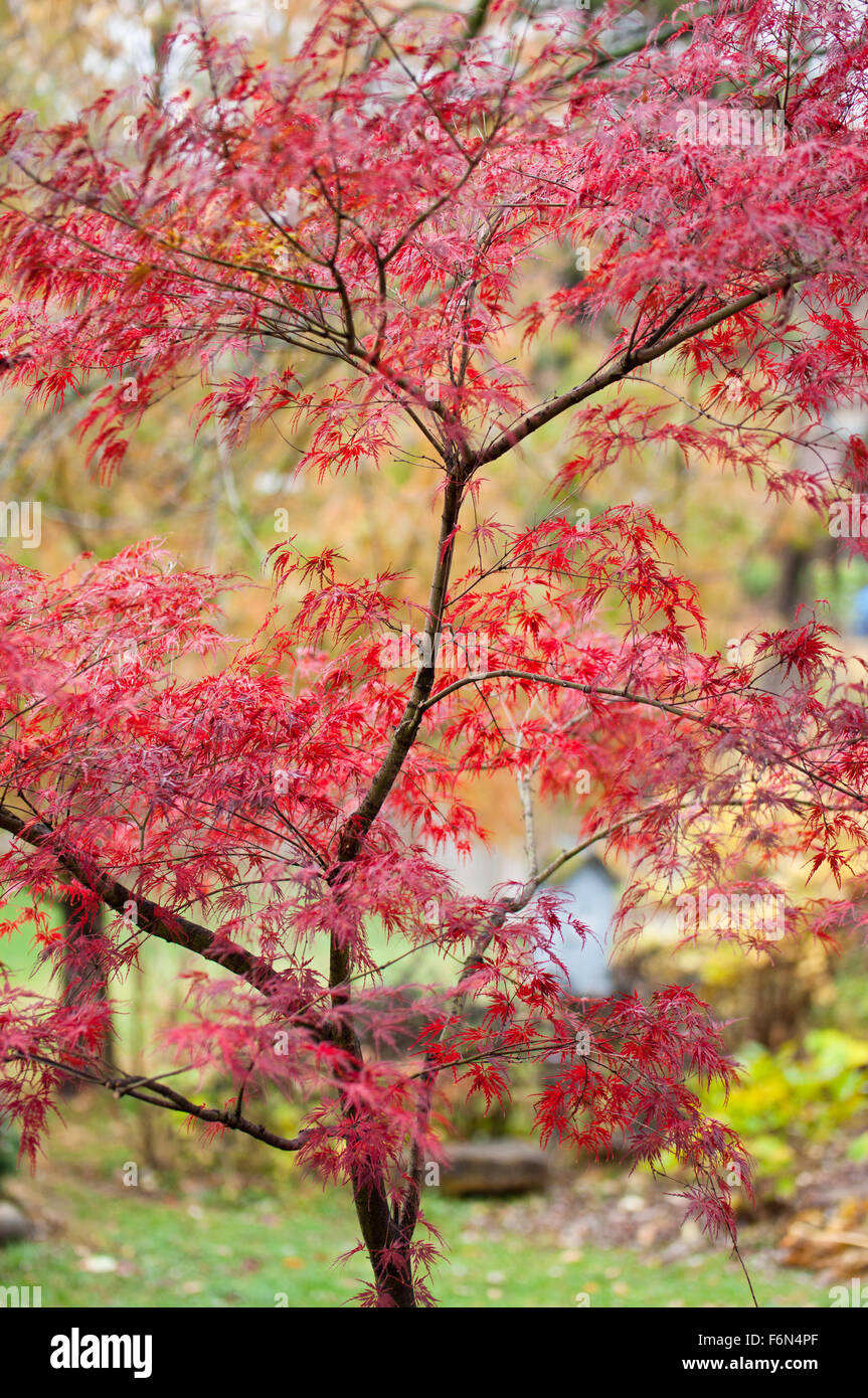 Red Japanese Maple in fall backyard Stock Photo - Alamy