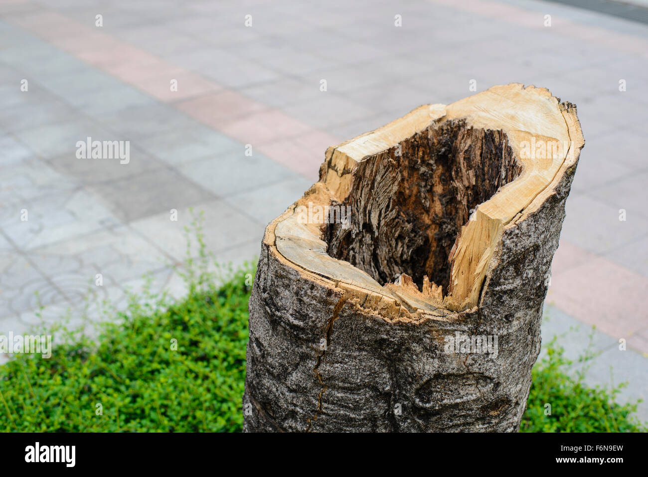 Tree stump log hi-res stock photography and images - Alamy