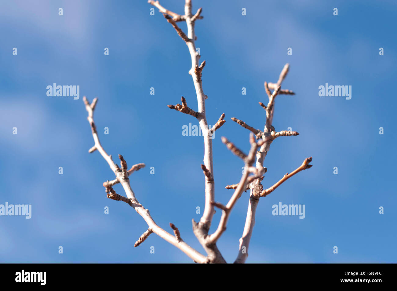 New shoots emerging from tree branches Stock Photo - Alamy