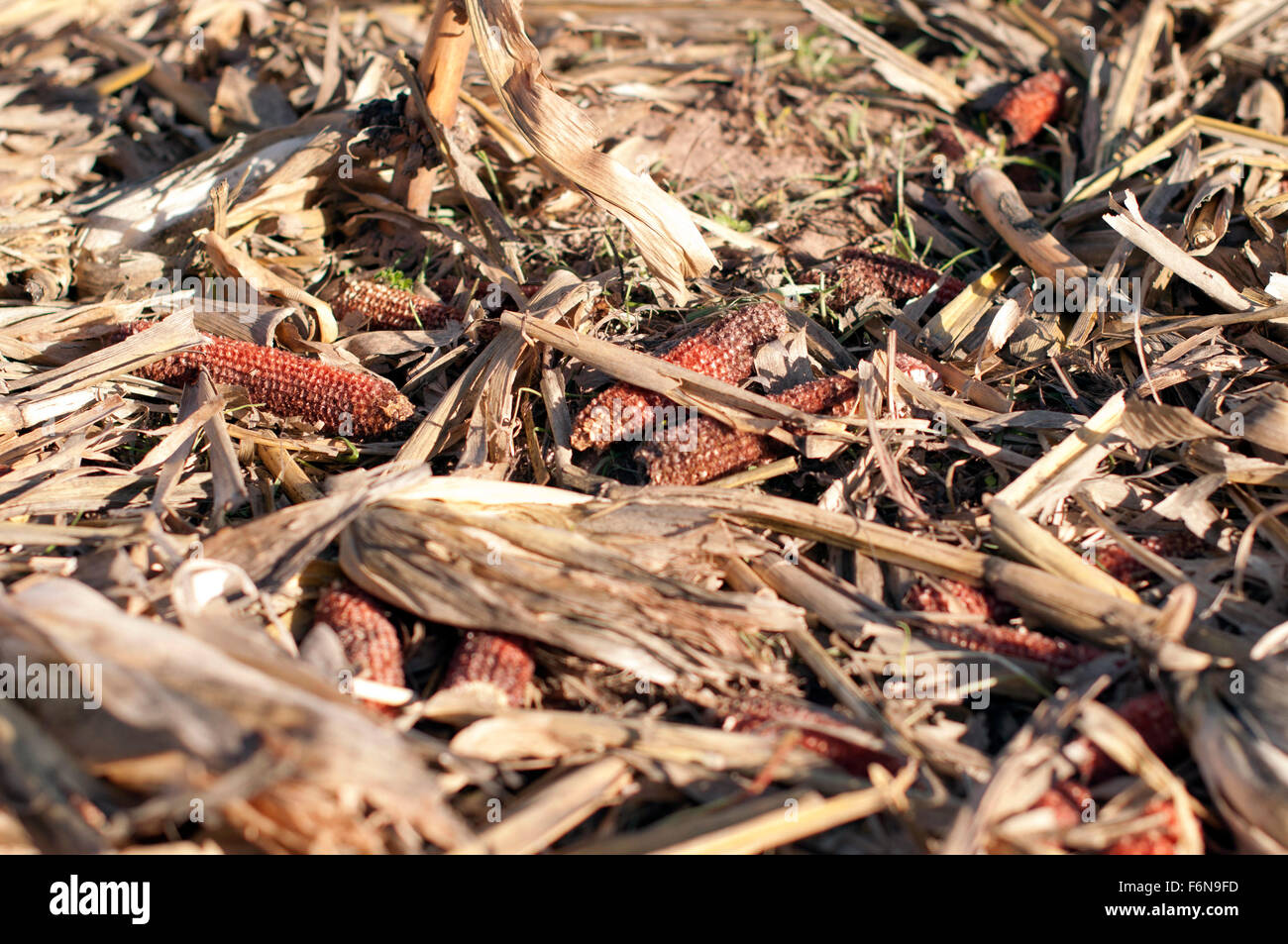 Rotten harvest hi-res stock photography and images - Alamy