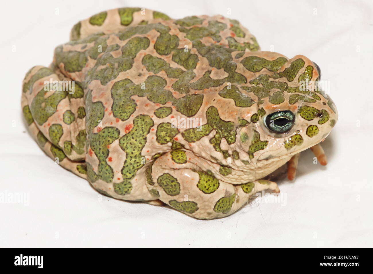 Common European Toad Stock Photo - Alamy