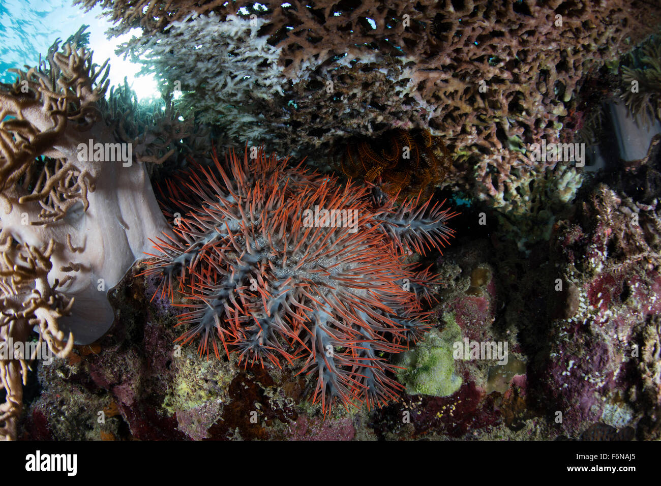 Crown corals hi-res stock photography and images - Alamy