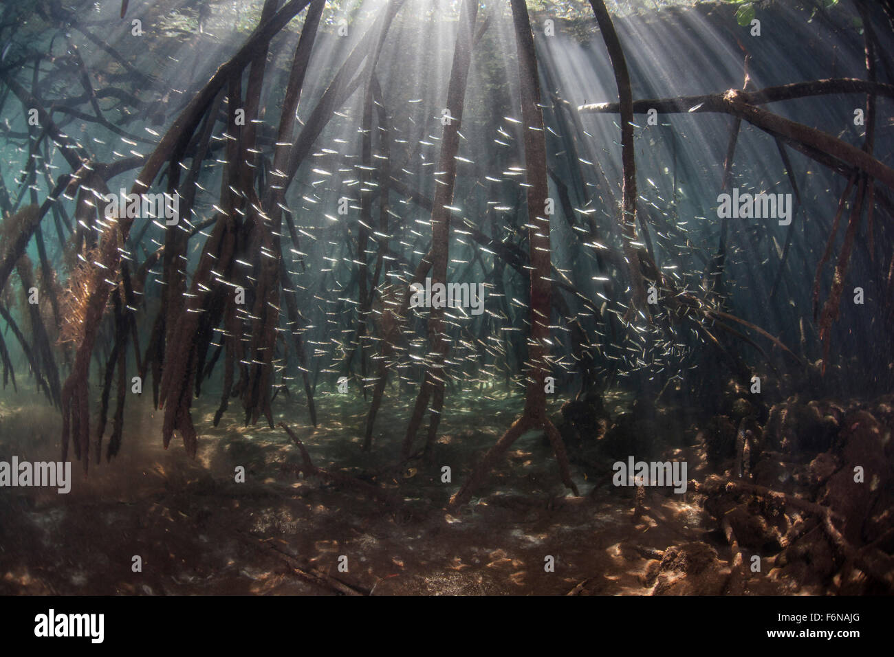 Bright beams of sunlight filter among the prop roots of a mangrove ...