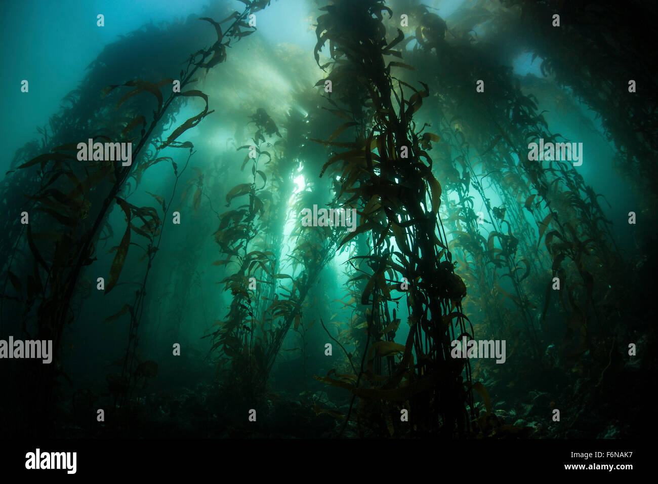 Kelp forest hi-res stock photography and images - Alamy