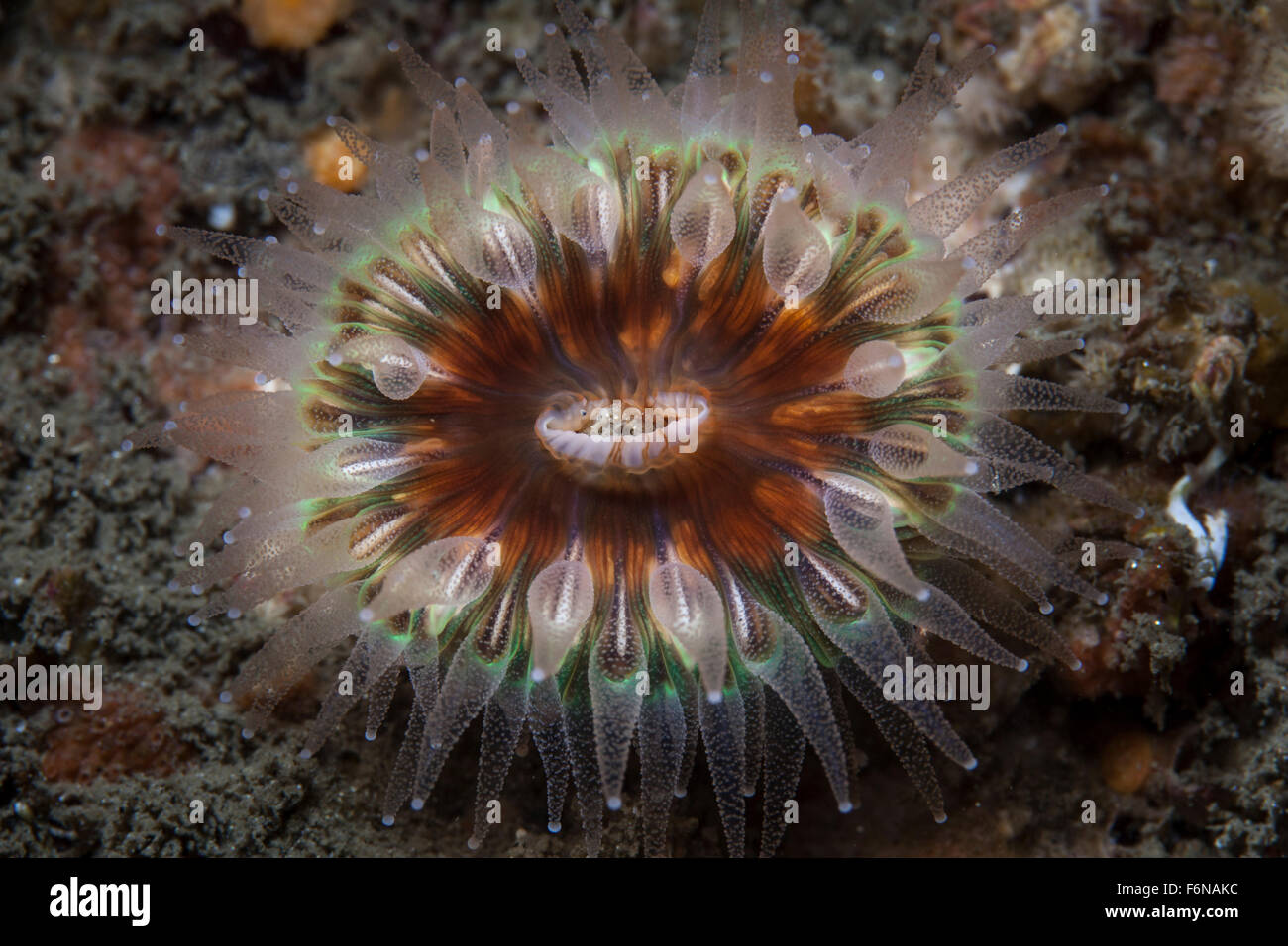 A large coral polyp grows on the seafloor of a kelp forest off the ...