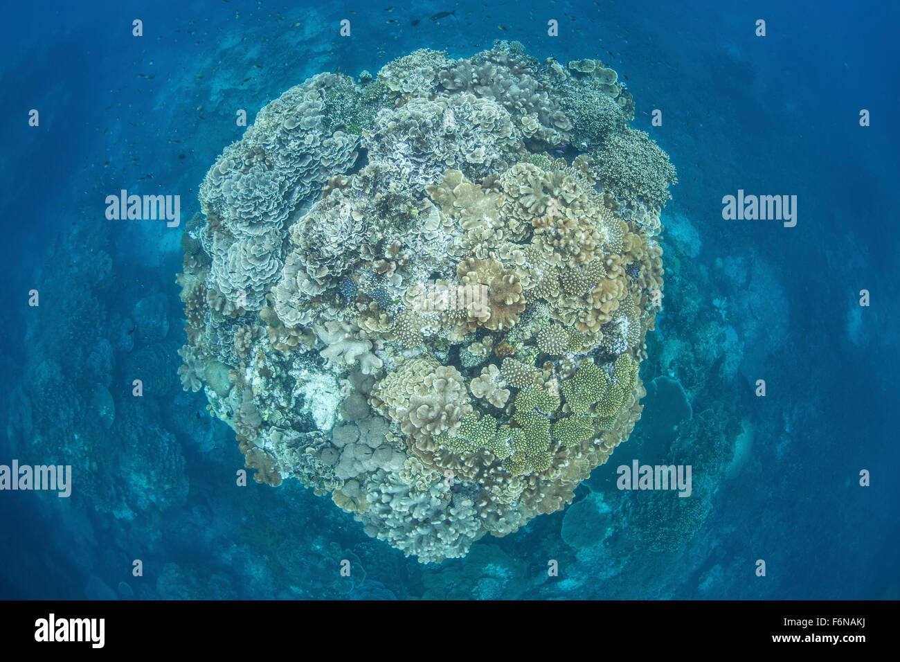 Underwater habitat hi-res stock photography and images - Alamy