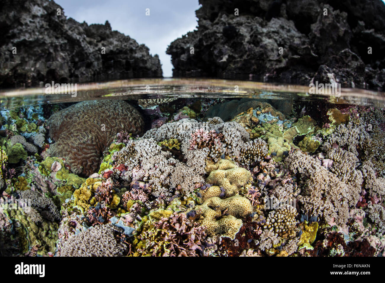 A colorful coral reef grows in shallow water in the Solomon Islands ...