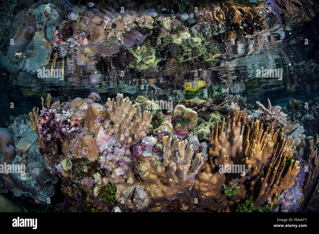 Colorful reef-building corals grow on a reef in the Solomon Islands ...