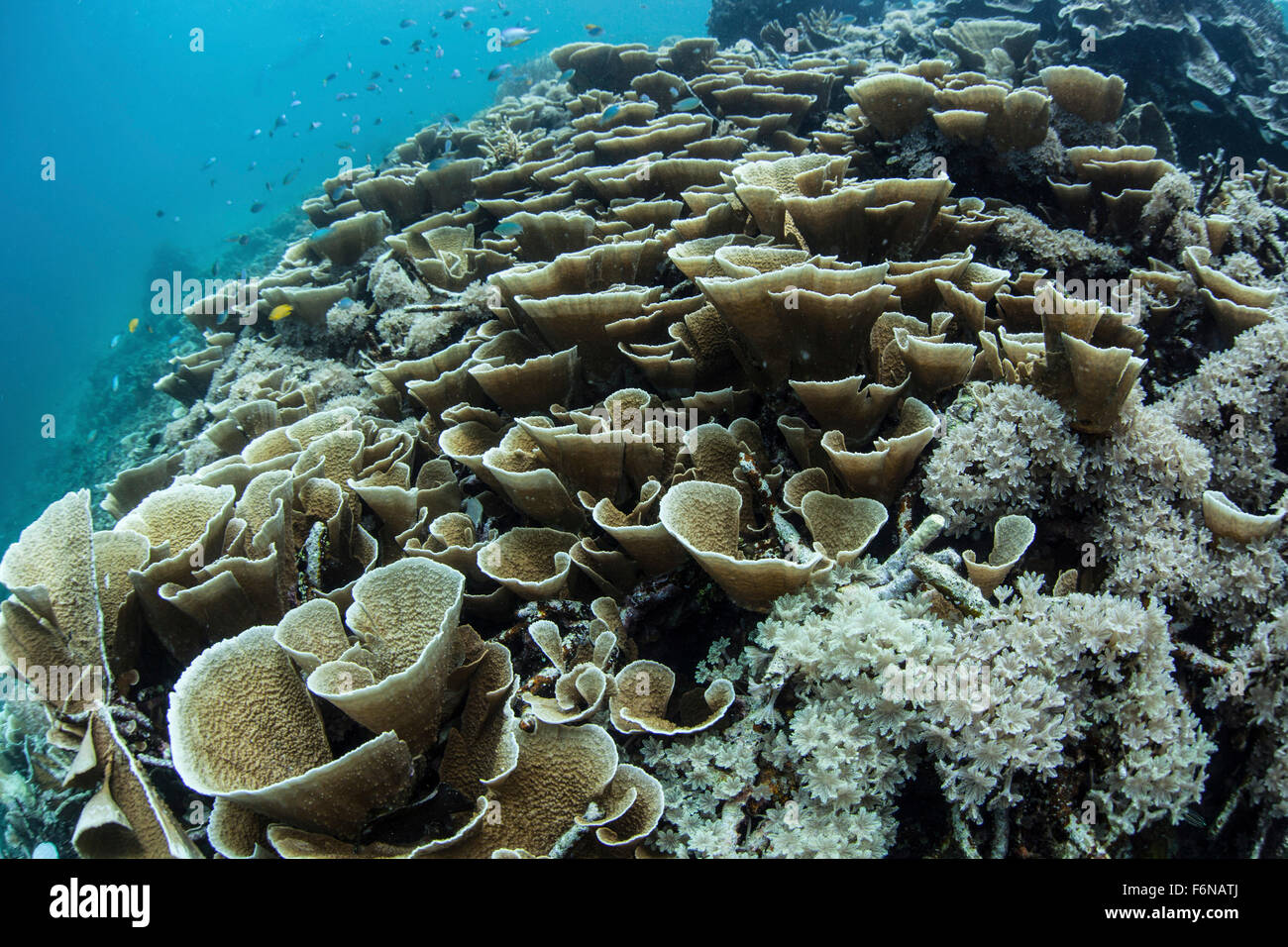 Coral reef slope hi-res stock photography and images - Alamy