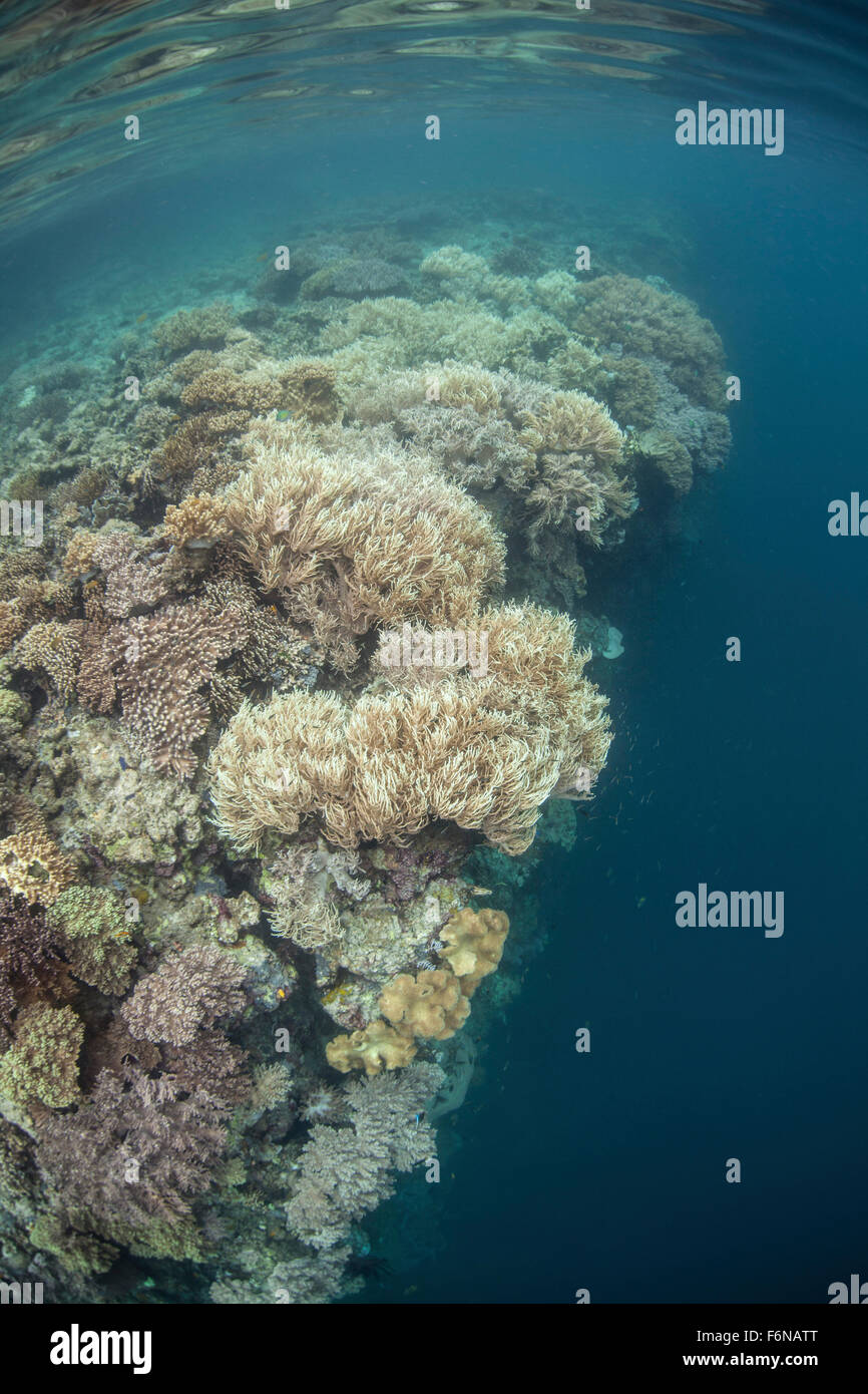 A diverse coral reef drops into deep water in Raja Ampat, Indonesia ...