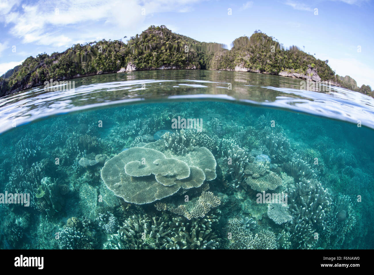 A beautiful coral reef grows near a set of limestone islands in Raja ...