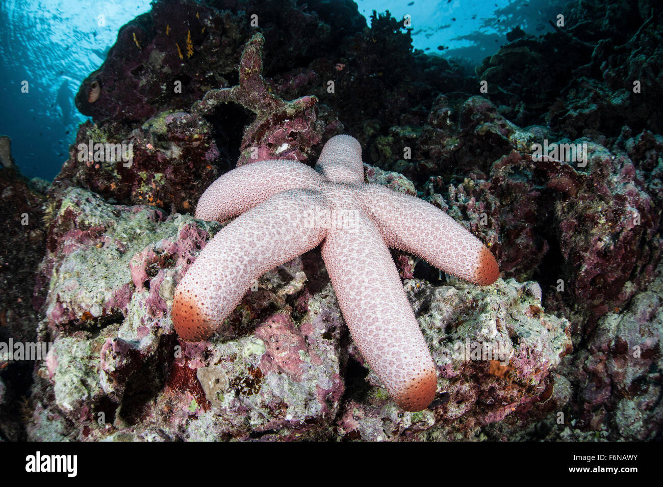 A fat starfish clings to rocks on a steep dropoff in the Solomon ...
