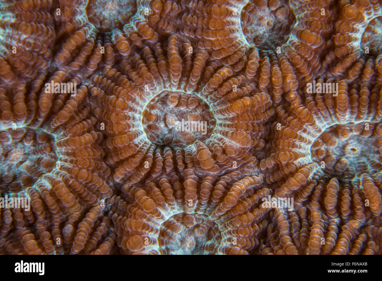 Detail of coral polyps (Diploastrea sp.) growing on a reef in Indonesia ...