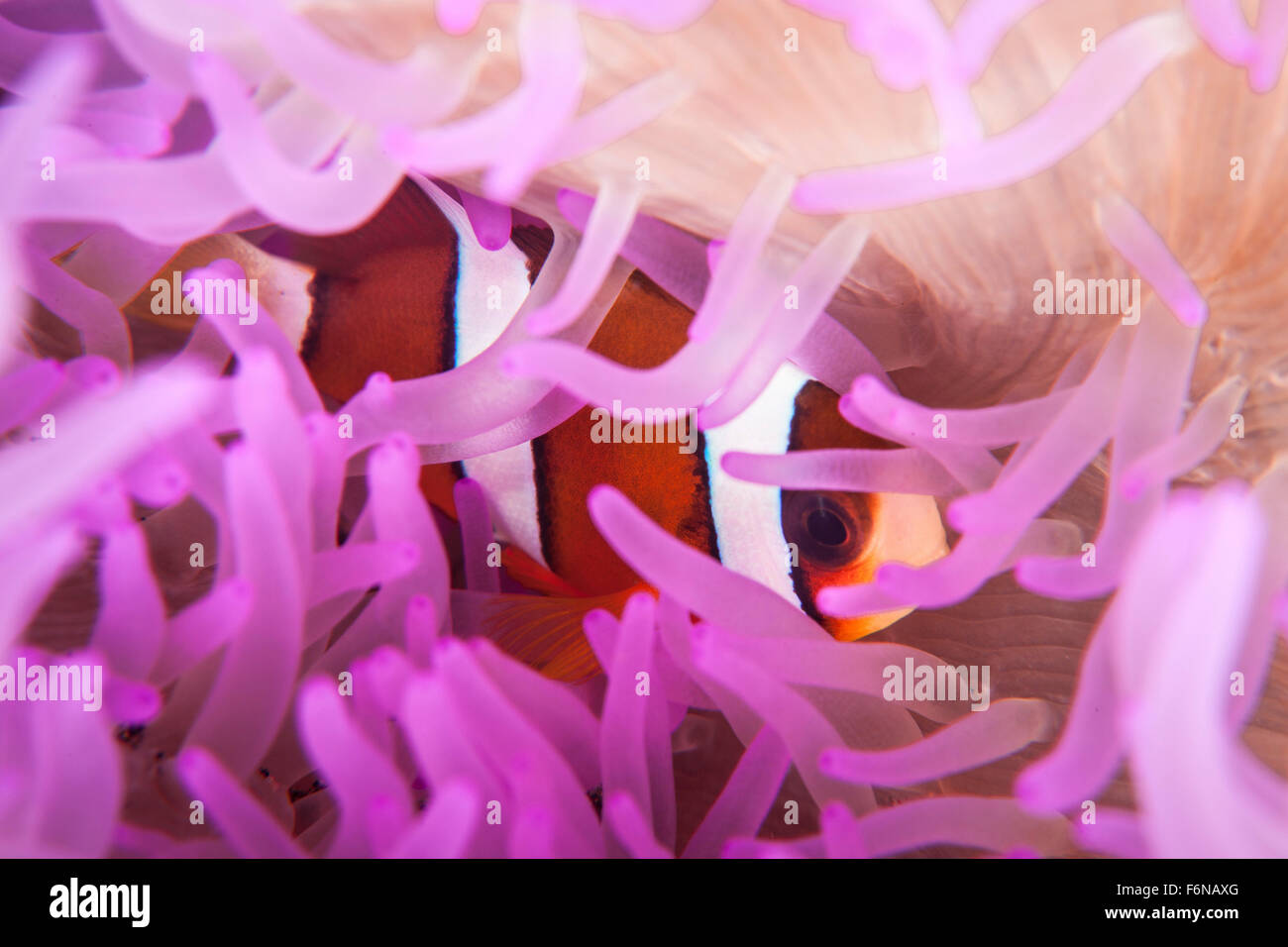 A Clark's anemonefish (Amphiprion clarkii) snuggles amongst its host's ...