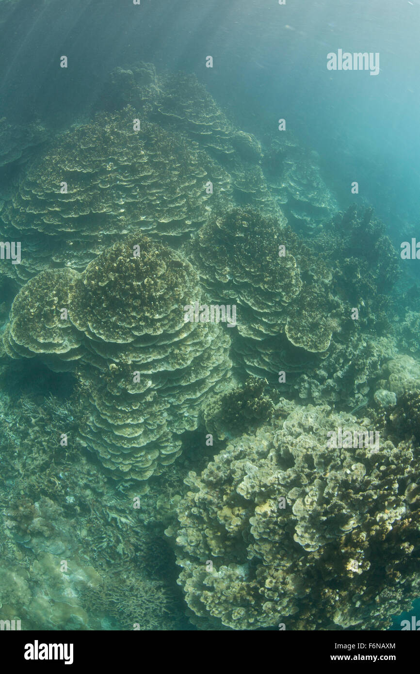 Delicate reef-building corals grow on a reef inside Palau's lagoon ...