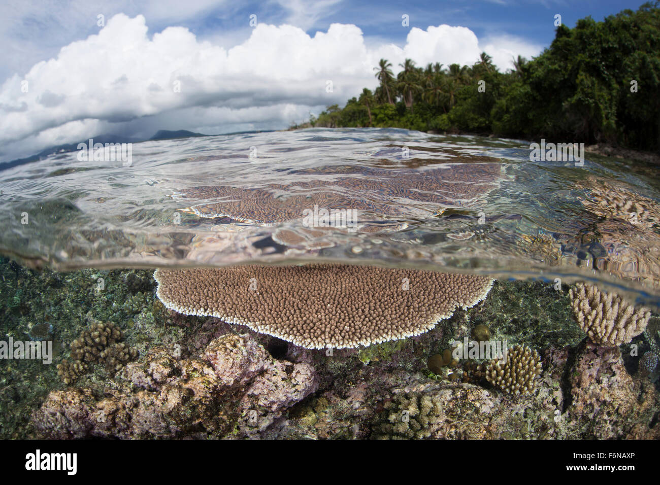 Reef-building corals grow on a healthy reef in the Solomon Islands ...