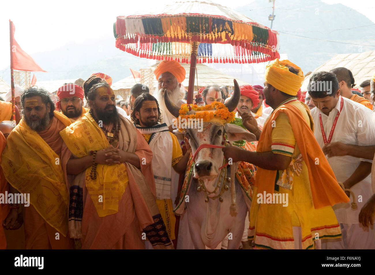 Holy cow, pathmeda, godham, rajasthan, india - akm 191653 Stock Photo ...