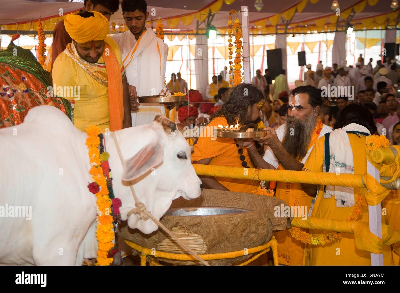 Holy cow, pathmeda, godham, rajasthan, india, asia Stock Photo - Alamy
