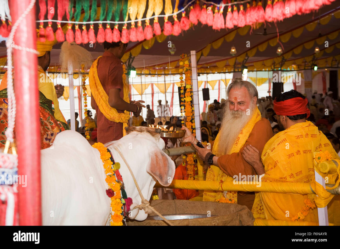 Holy cow, pathmeda, godham, rajasthan, india, asia Stock Photo - Alamy
