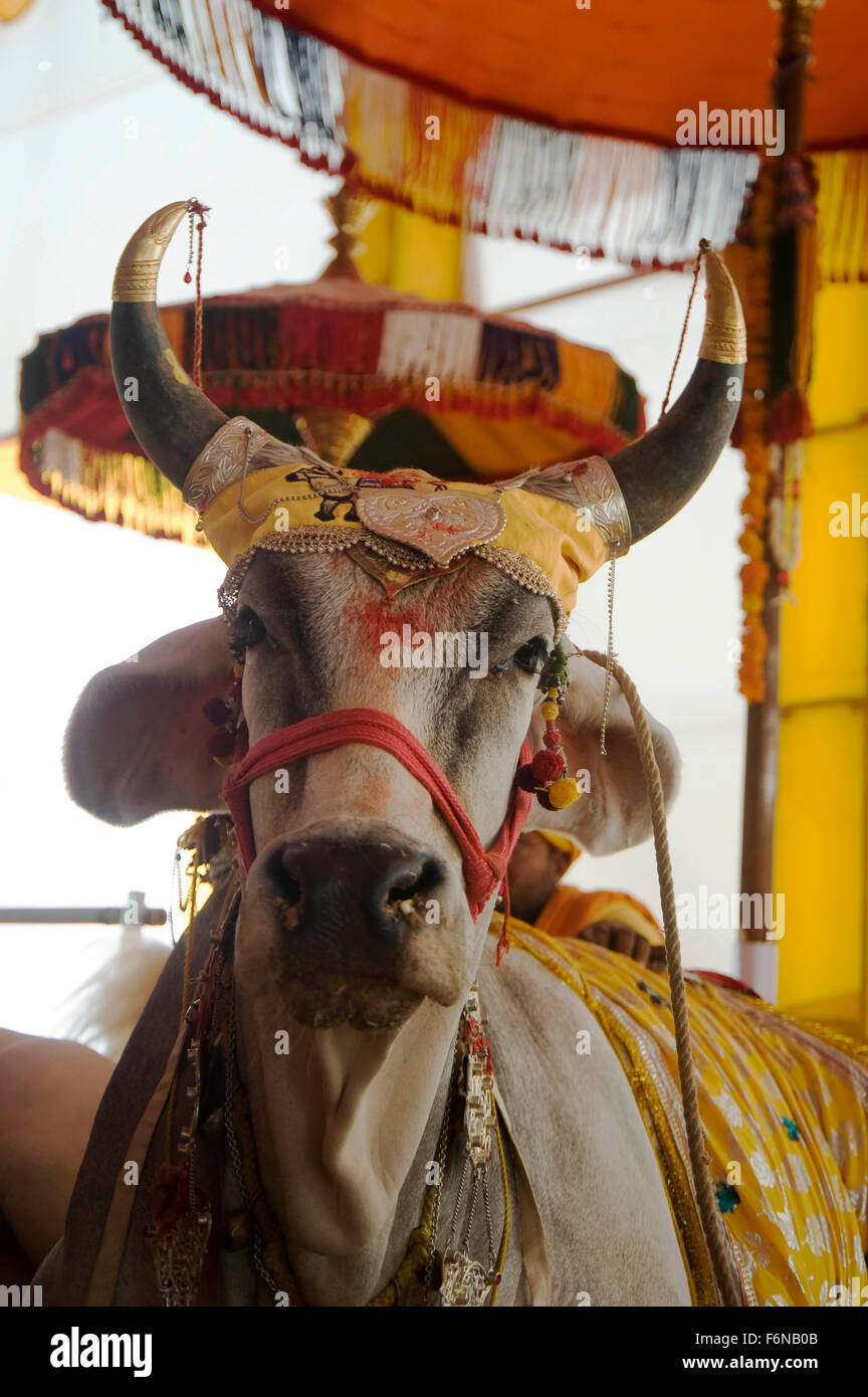 Holy cow, Pathmeda, Godham, Rajasthan, India, Asia Stock Photo - Alamy