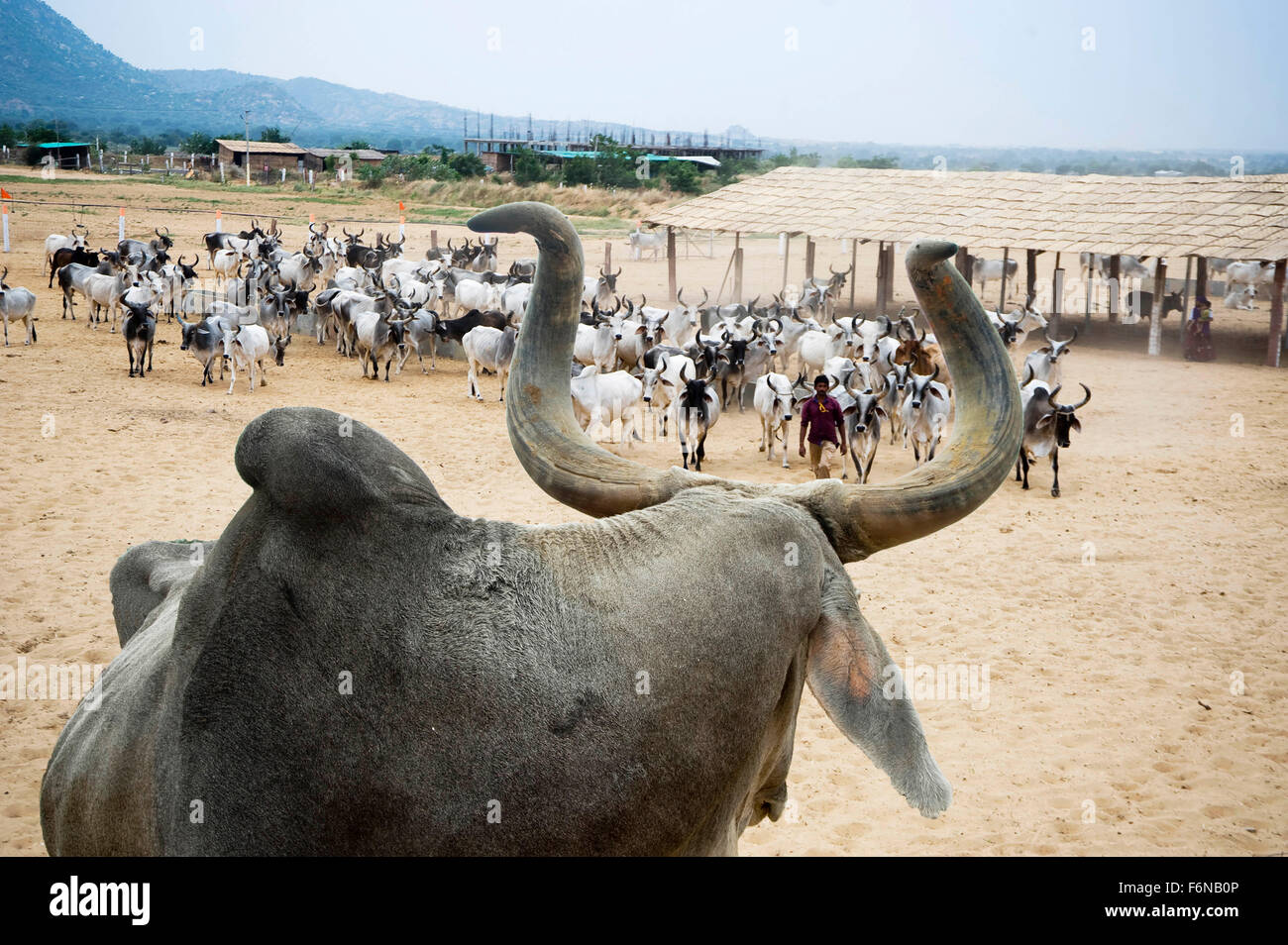 Cow, pathmeda, godham, rajasthan, india, asia Stock Photo - Alamy