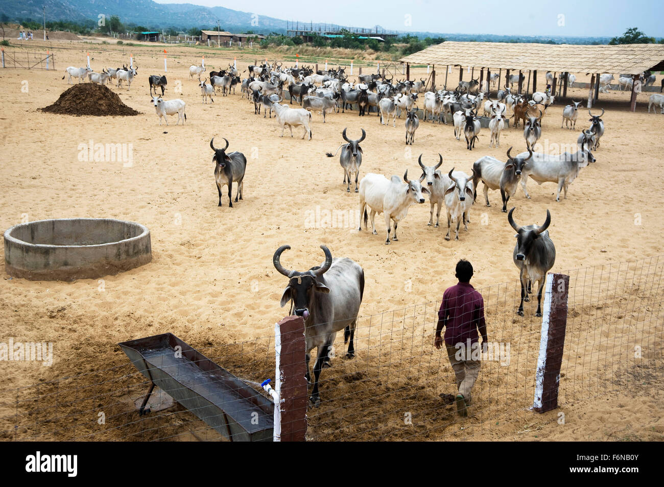 Cow goshala, pathmeda, godham, rajasthan, india, asia Stock Photo - Alamy