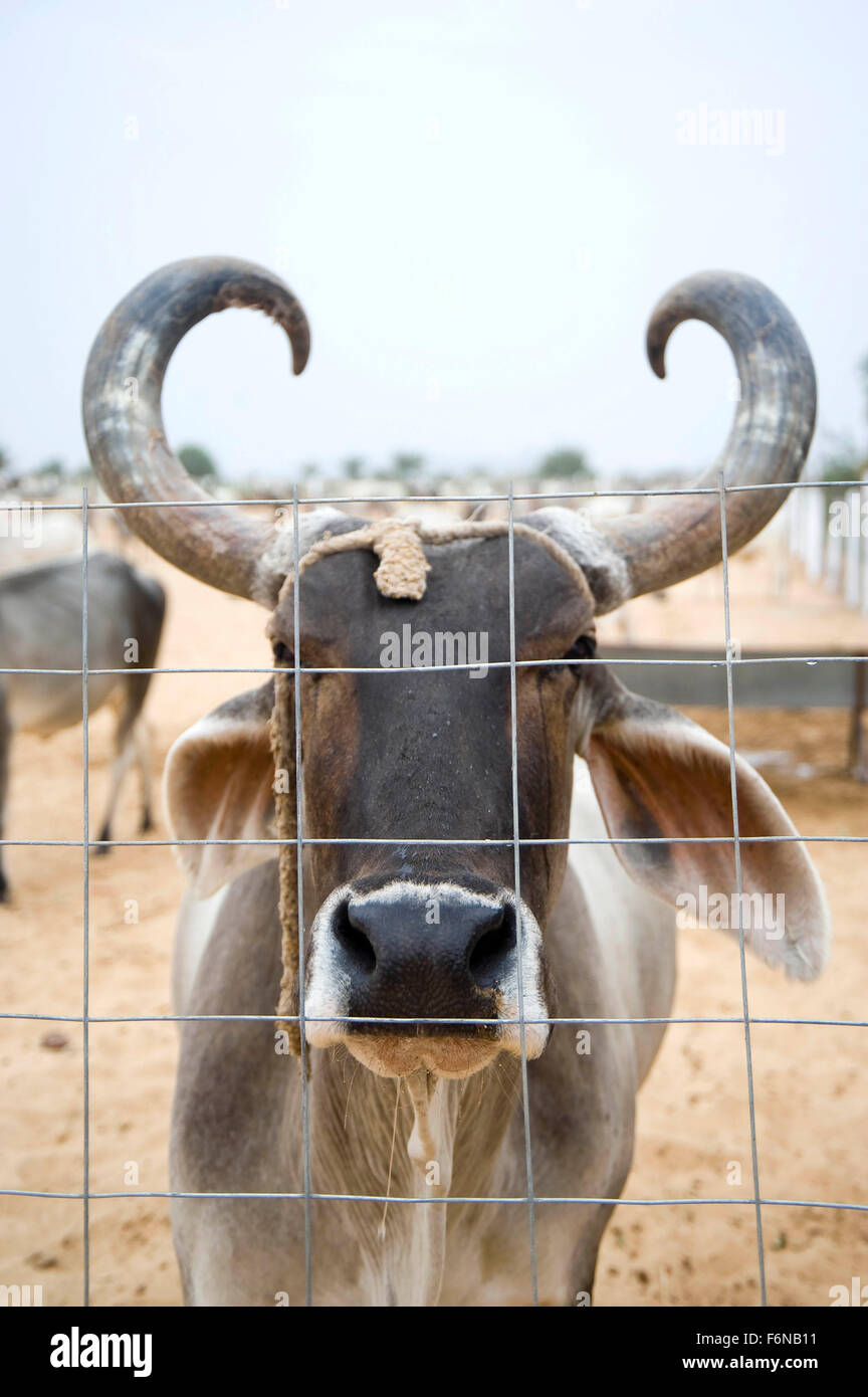Goshala cow hi-res stock photography and images - Alamy