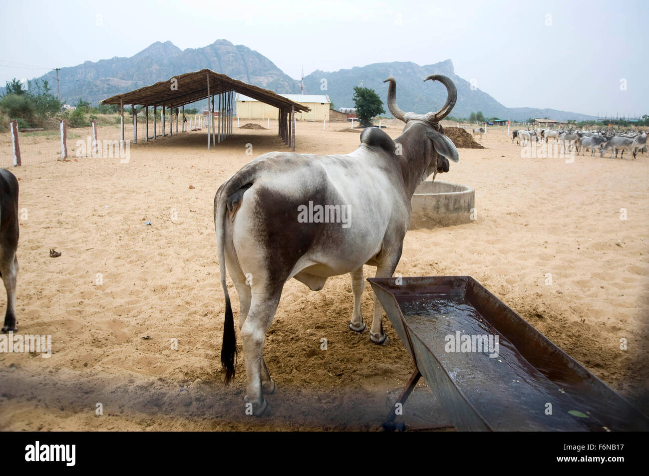 Cow, pathmeda, godham, rajasthan, india, asia Stock Photo - Alamy