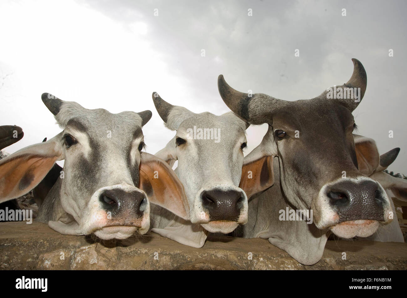 Cows, Shri Godham Mahatirth Pathmeda, Meda Jageer, Pathmeda, Sanchore ...