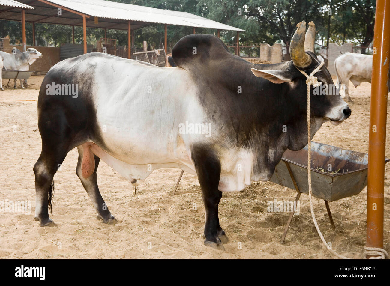 Bull, Shri Godham Mahatirth Pathmeda, Meda Jageer, Pathmeda, Sanchore ...