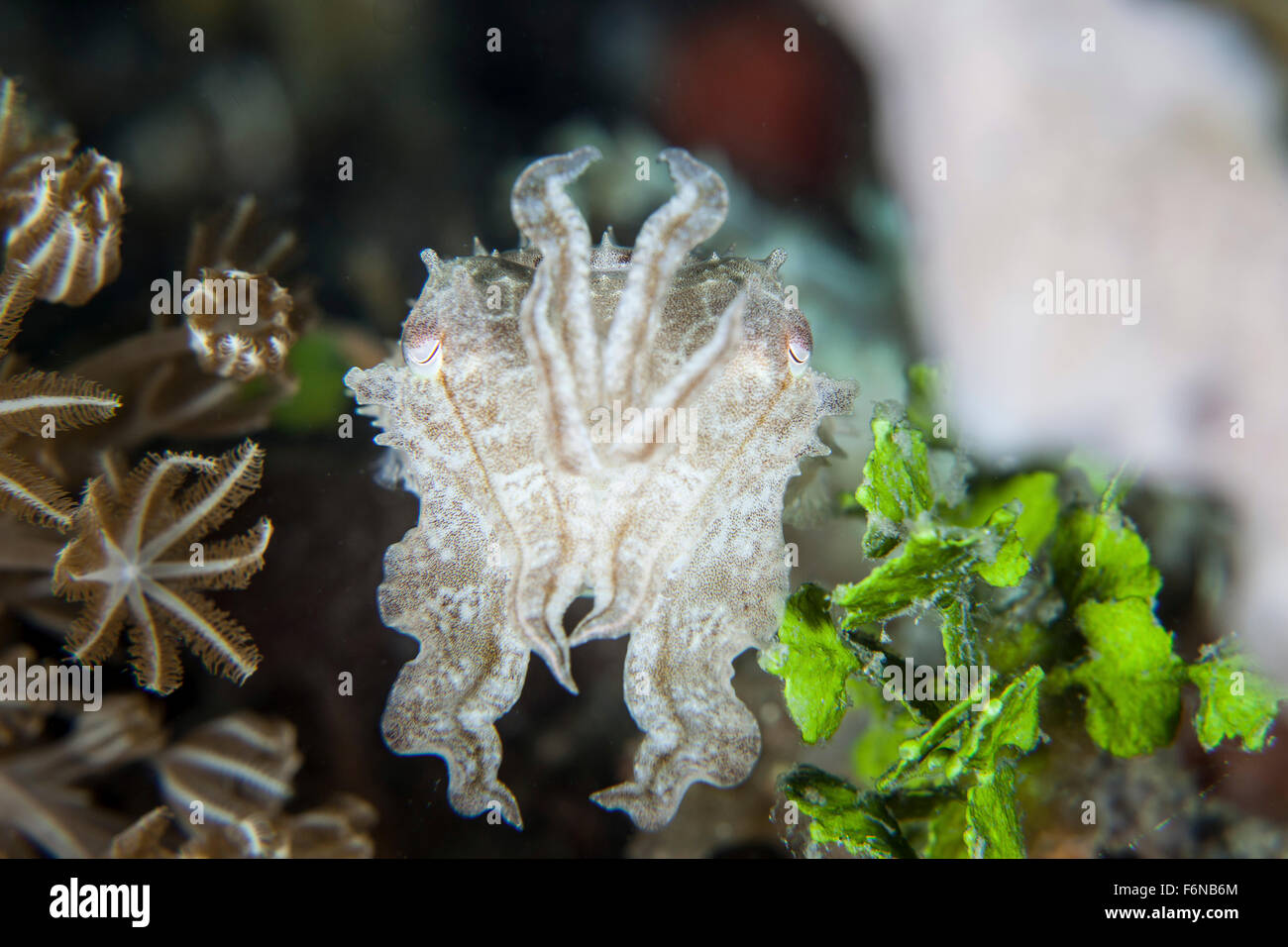 A pygmy cuttlefish hovers among corals and algae near a reef in Lembeh ...