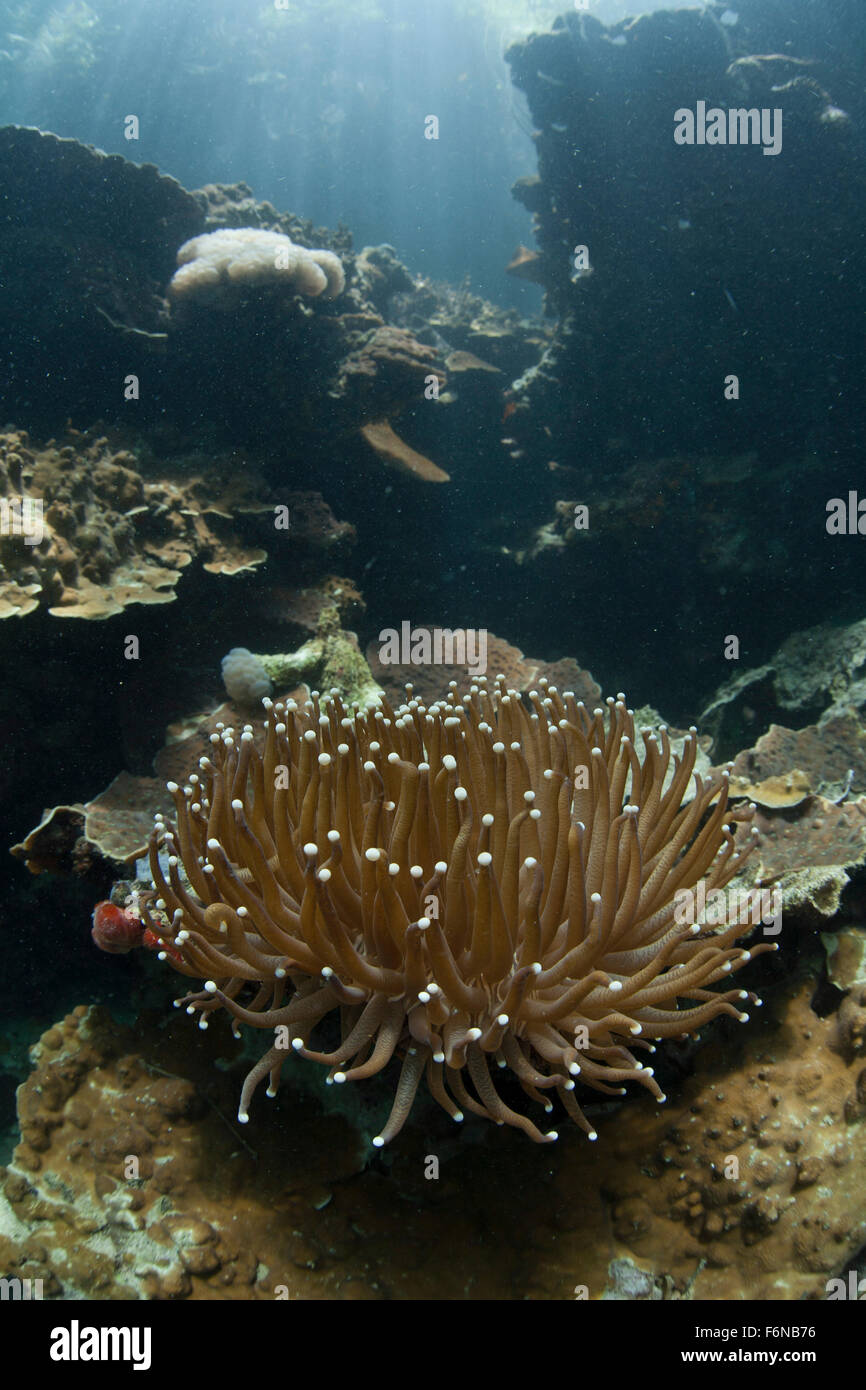 A Heliofungia coral colony grows on a reef inside Palau's lagoon. Palau ...