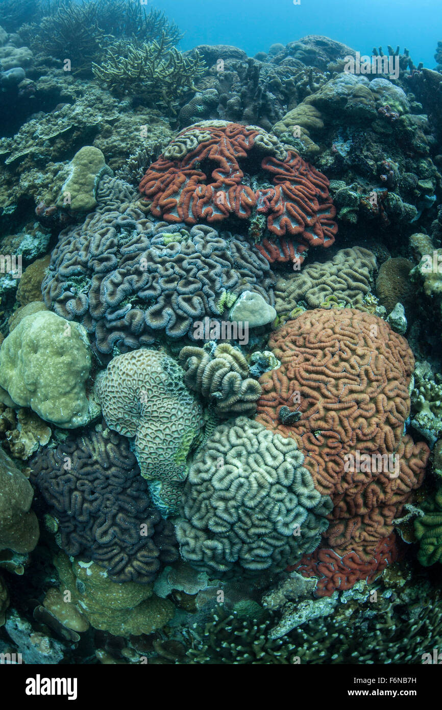 Colorful reef-building corals grow on a reef inside Palau's lagoon ...