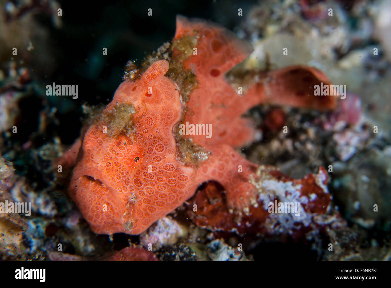 A well-camouflaged frogfish (Antennarius sp.) waits to ambush prey on a ...