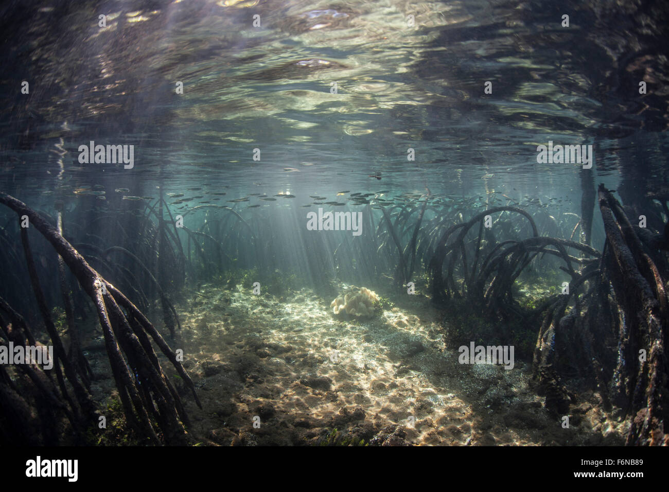 Beams of sunlight shine down into a mangrove forest in Raja Ampat ...
