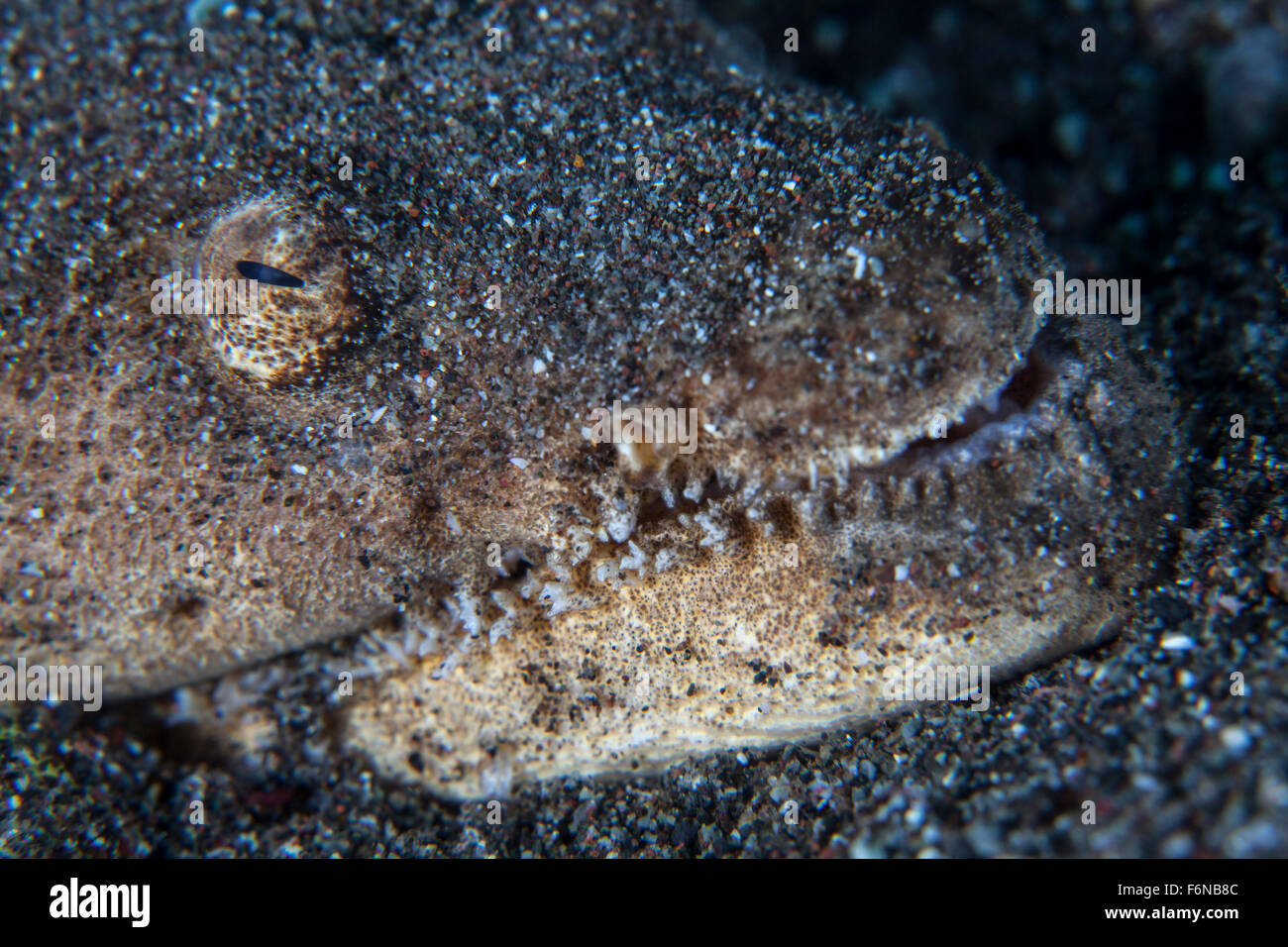 Snake eel hides in sand hi-res stock photography and images - Alamy